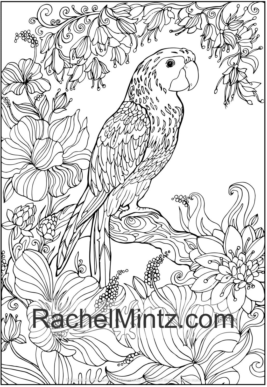 Colorful Parrots - Tropical Birds PDF Coloring Book For Adults – Rachel ...