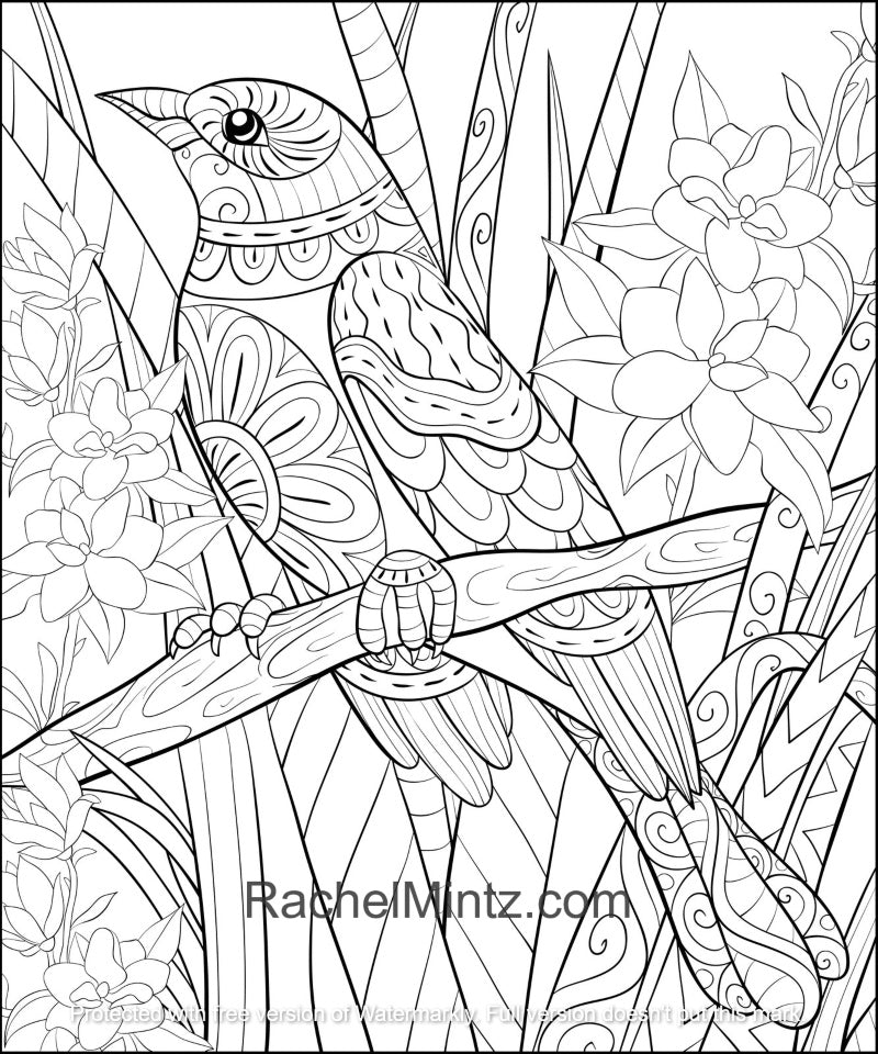 Paradise Birds - Adults Coloring Book, Hummingbirds, Tropical Birds, A ...