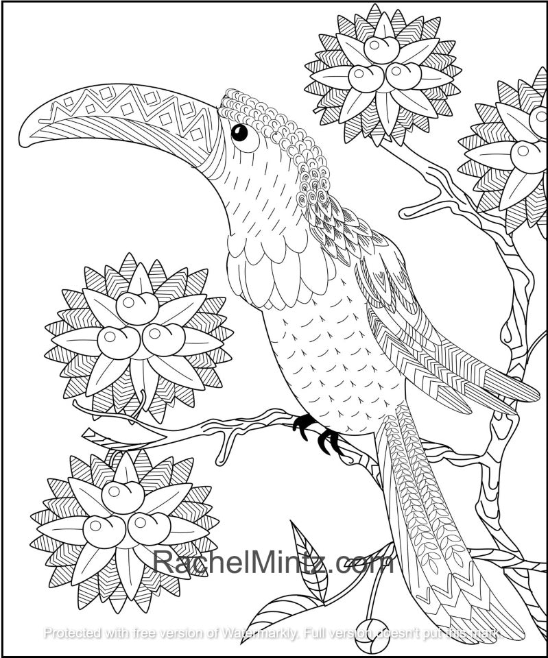 Paradise Birds - Adults Coloring Book, Hummingbirds, Tropical Birds, A ...